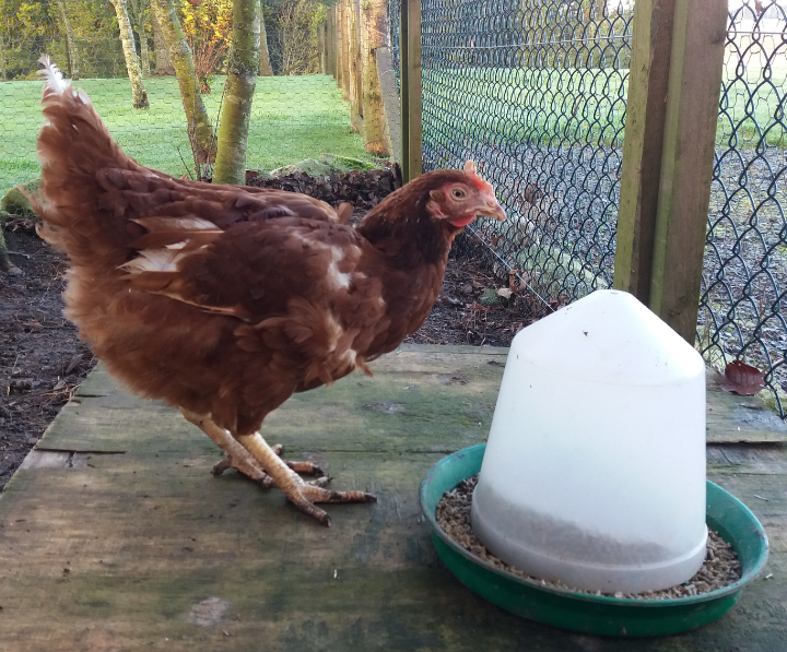 British Hen Welfare Trust - Pets Foundation
