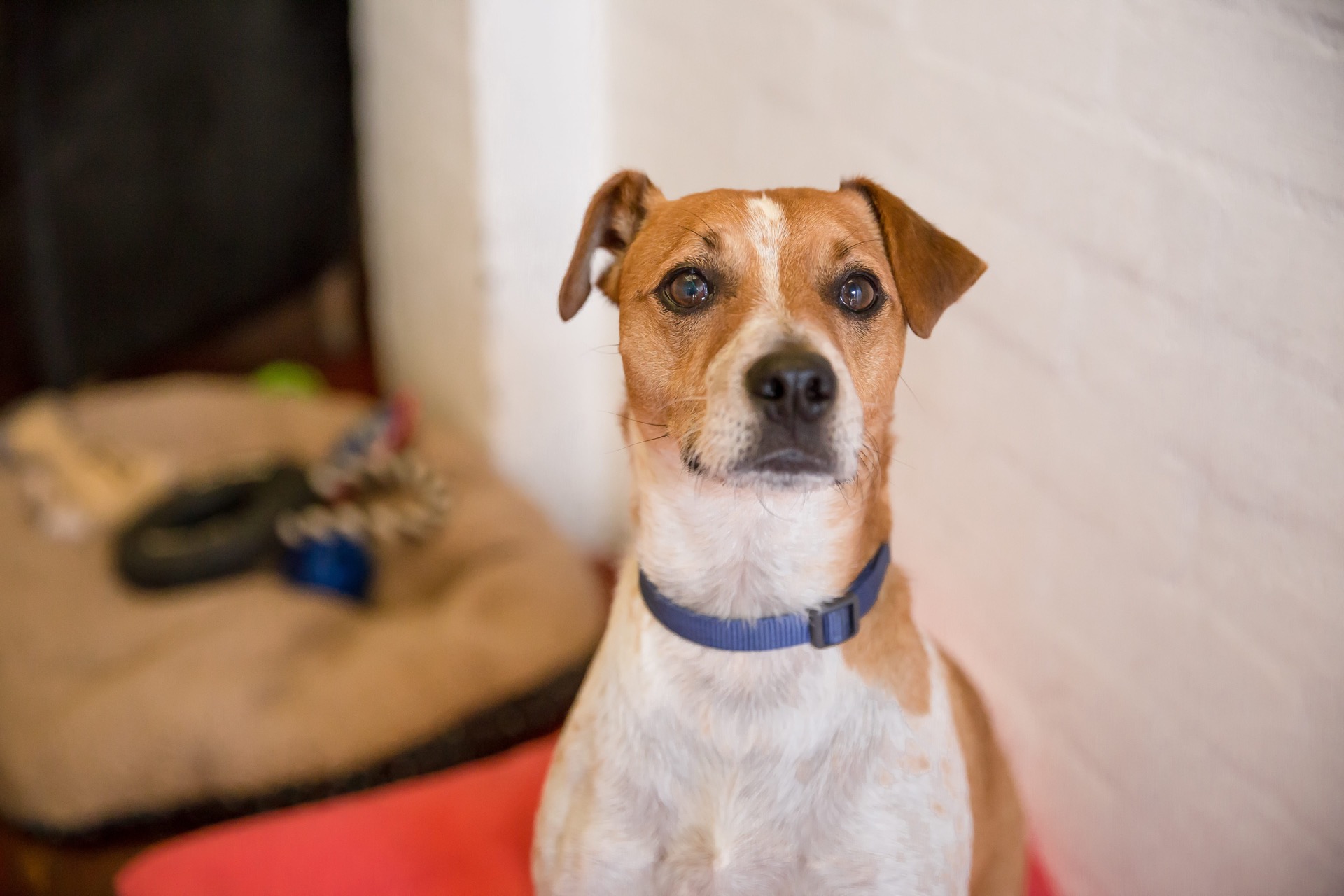 Our Impact For Rescues Across the UK | Pets Foundation