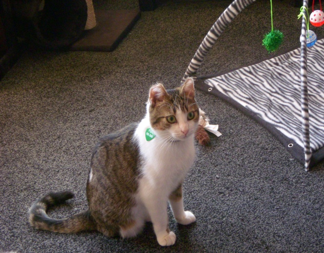 Cat Homing and Rescue - Pets Foundation