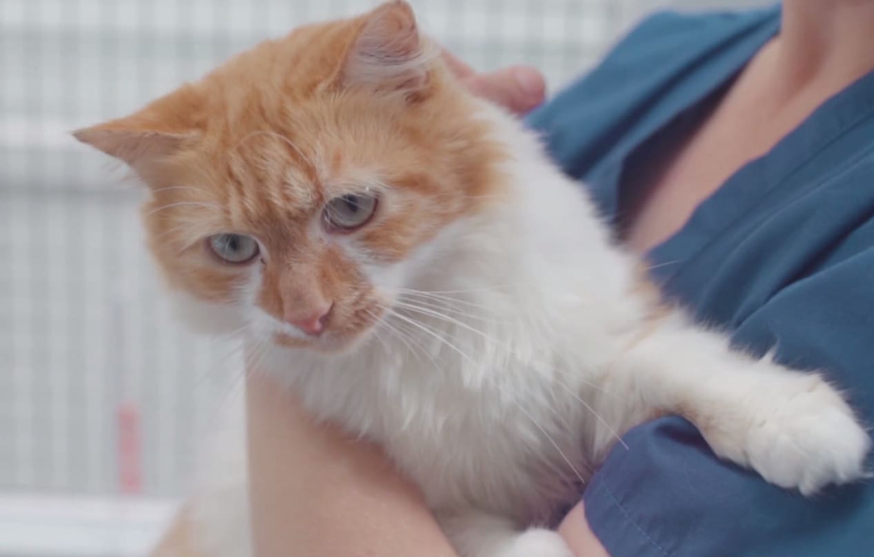 RSPCA Manchester and Salford - Pets Foundation