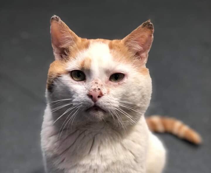 Bleakholt Animal Sanctuary - Pets Foundation