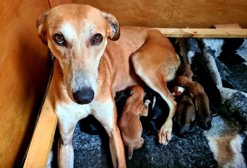 Greyhound Gap - Pets Foundation