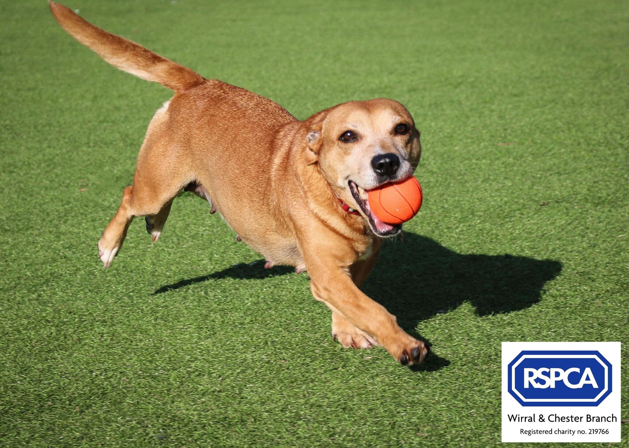 RSPCA Wirral and Chester Branch - Pets Foundation