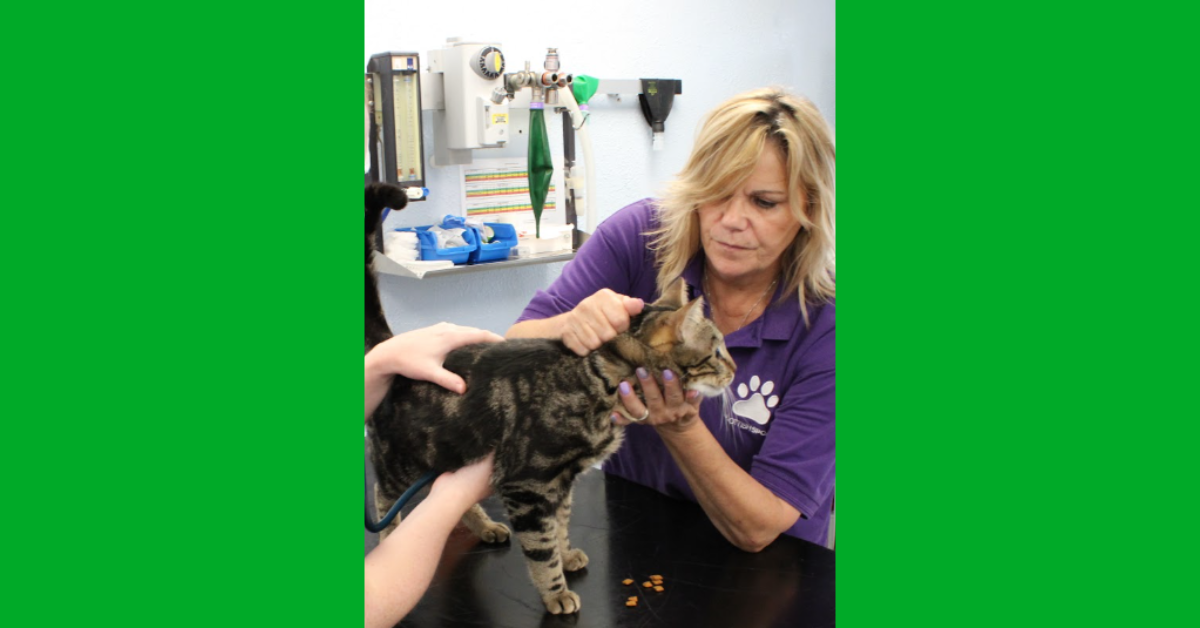 Scottish SPCA - Pet Aid Project Case Study - Pets Foundation