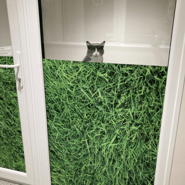 Cats Protection Lifeline - Pets Foundation