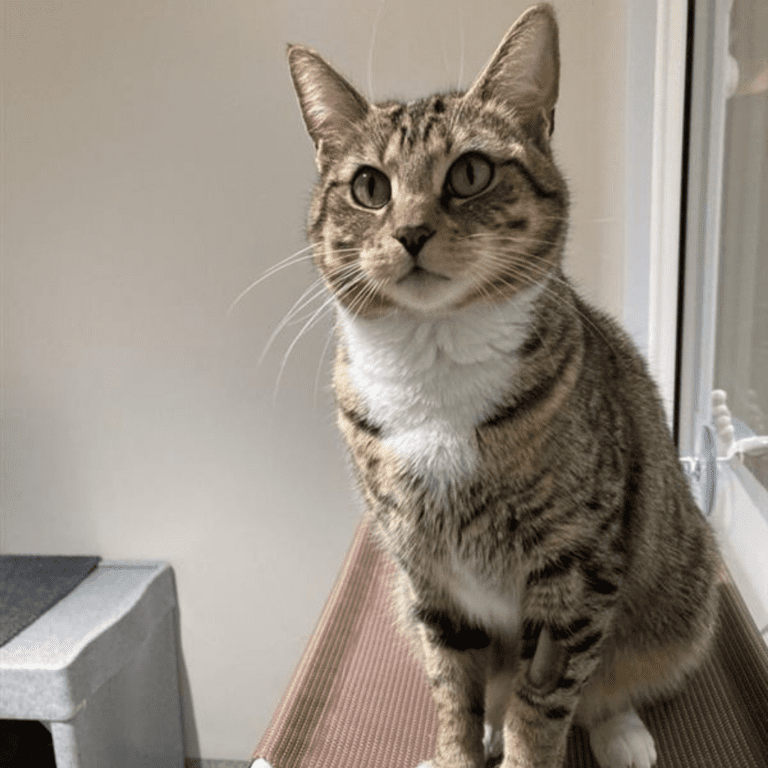 Cats Protection Lifeline - Pets Foundation