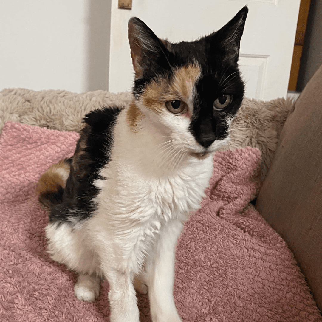 Kit Kat the Senior Survivor - Pets Foundation